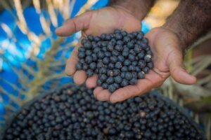 Why Choose Tropical Acai Wholesale Distributor and Bulk Supplier