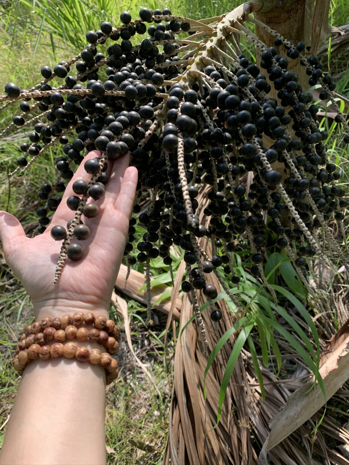 Where Can You Buy Acai Berries?