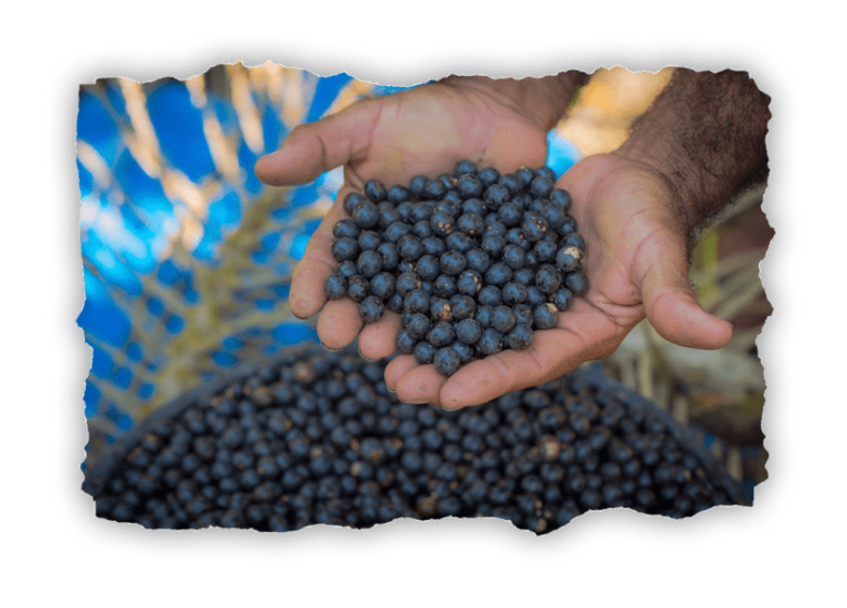 Superior Quality Acai from Brazil - Tropical Acai Wholesale Supplier