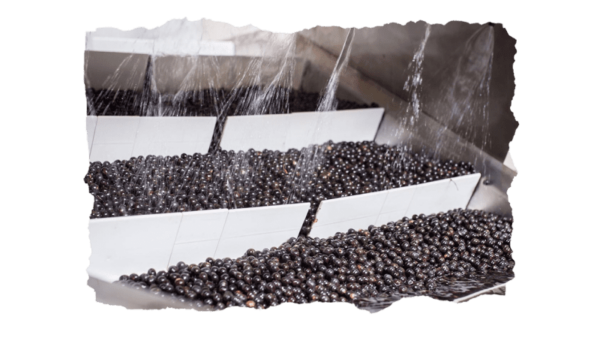 Superior Quality Acai from Brazil - Tropical Acai Wholesale Supplier